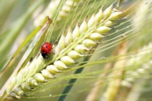 A Guide to Ladybugs - Nature Roamer