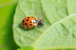 A Guide to Ladybugs - Nature Roamer