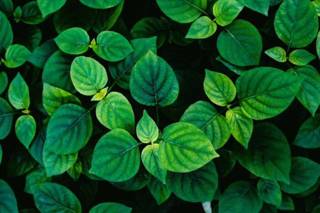 Science of Leaves: Anatomy, Arrangement, & Adaptations - Nature Roamer