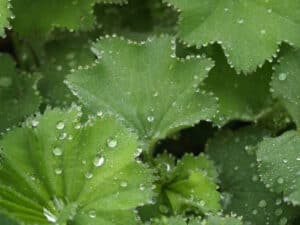 Science of Leaves: Anatomy, Arrangement, & Adaptations - Nature Roamer