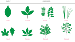 Science of Leaves: Anatomy, Arrangement, & Adaptations - Nature Roamer