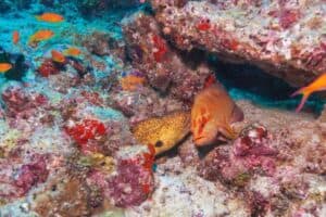 Cooperative Hunting in the Animal Kingdom - Nature Roamer