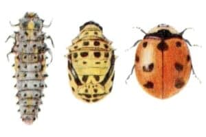 A Guide to Ladybugs - Nature Roamer