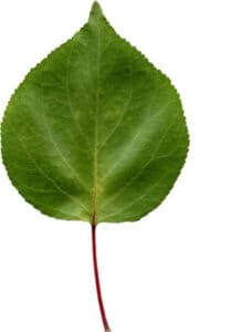 Science of Leaves: Anatomy, Arrangement, & Adaptations - Nature Roamer