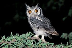 Animals with Incredible Night Vision - Nature Roamer