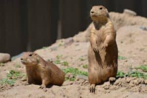 Animal Social Defense Mechanisms - Nature Roamer