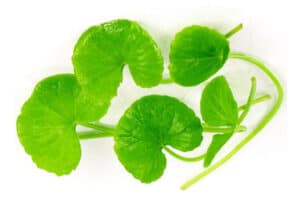 Science of Leaves: Anatomy, Arrangement, & Adaptations - Nature Roamer