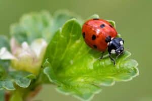 A Guide to Ladybugs - Nature Roamer