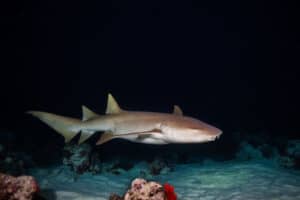Animals with Incredible Night Vision - Nature Roamer