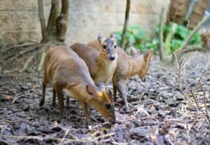 Animals that were Rediscovered after Years of Extinction - Nature Roamer