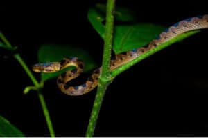 Animals with Incredible Night Vision - Nature Roamer