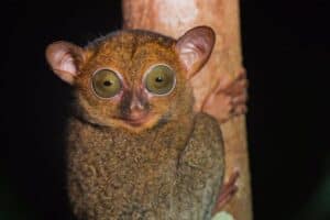 Animals with Incredible Night Vision - Nature Roamer