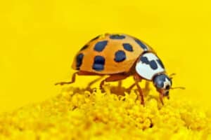 A Guide to Ladybugs - Nature Roamer