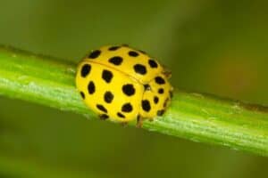 A Guide to Ladybugs - Nature Roamer