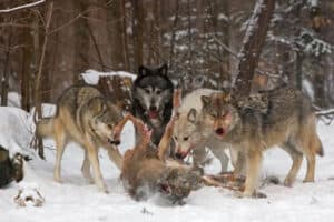 Cooperative Hunting in the Animal Kingdom - Nature Roamer