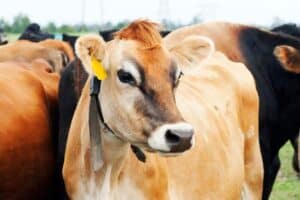 Hybrid Animals: Nature's Genetic Diversity - Nature Roamer