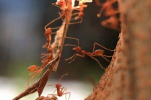 Insect Intelligence: Exploring their Cognitive Abilities - Nature Roamer