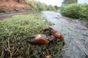 Invasive Non-Native Animal Species in the UK - Nature Roamer