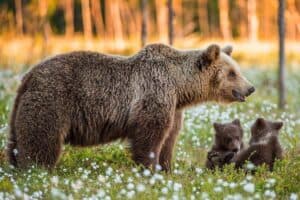 Bear Species Diversity: From Grizzlies to Polar Bears - Nature Roamer