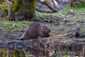 UK Native Mammals: A Closer Look - Nature Roamer