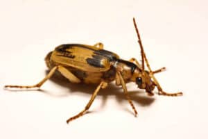 Unusual Defense Mechanisms in the Animal Kingdom - Nature Roamer