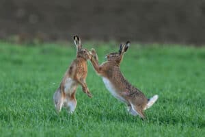 UK Native Mammals: A Closer Look - Nature Roamer