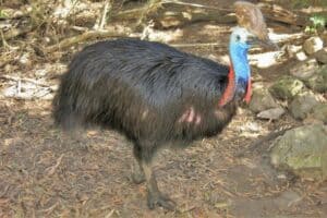 Unconventional Defense Tactics of Birds - Nature Roamer