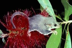 Gliding Animal Species & Their Adaptations - Nature Roamer