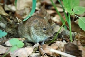 UK Native Mammals: A Closer Look - Nature Roamer