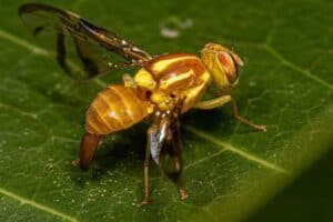 Insect Intelligence: Exploring their Cognitive Abilities - Nature Roamer