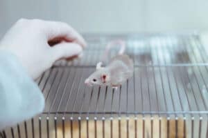 Hybrid Animals: Nature's Genetic Diversity - Nature Roamer