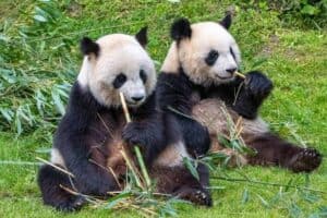 Bear Species Diversity: From Grizzlies to Polar Bears - Nature Roamer