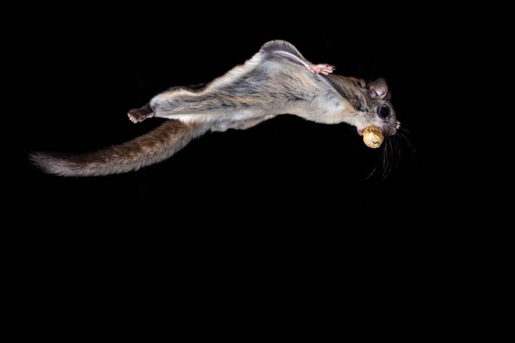 Gliding Animal Species & Their Adaptations - Nature Roamer