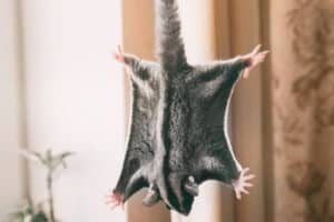 Gliding Animal Species & Their Adaptations - Nature Roamer