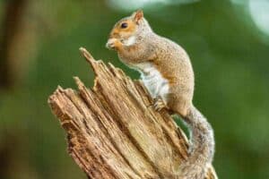 Invasive Non-Native Animal Species in the UK - Nature Roamer