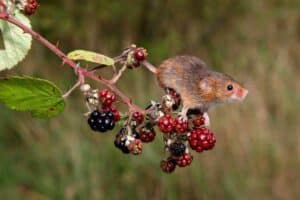 UK Native Mammals: A Closer Look - Nature Roamer