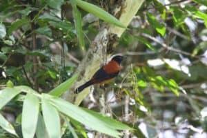 Unconventional Defense Tactics of Birds - Nature Roamer