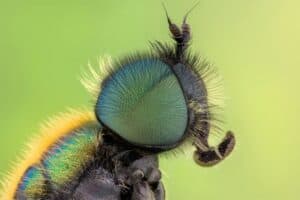 Insect Intelligence: Exploring their Cognitive Abilities - Nature Roamer