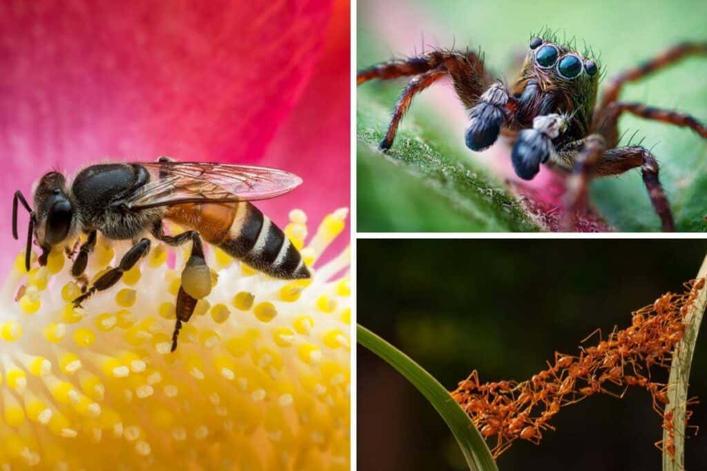 Insect Chemical Defense Mechanisms - Nature Roamer