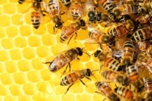 Insect Intelligence: Exploring their Cognitive Abilities - Nature Roamer