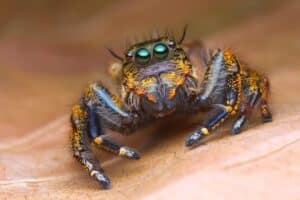 Insect Intelligence: Exploring their Cognitive Abilities - Nature Roamer