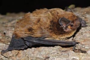 UK Native Mammals: A Closer Look - Nature Roamer