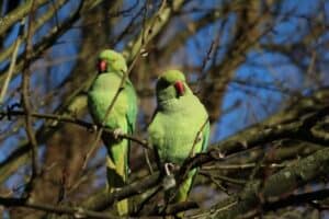 Invasive Non-Native Animal Species in the UK - Nature Roamer
