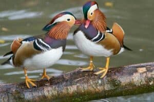 Invasive Non-Native Animal Species in the UK - Nature Roamer