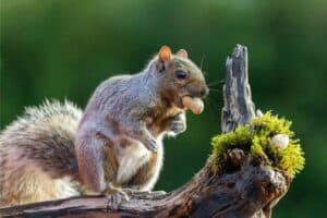 Invasive Non-Native Animal Species in the UK - Nature Roamer