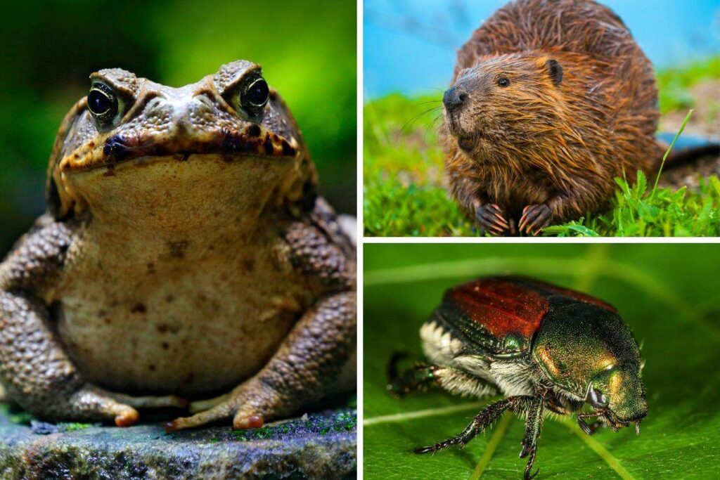 How Invasive Animals Threaten North American Ecosystems - Nature Roamer