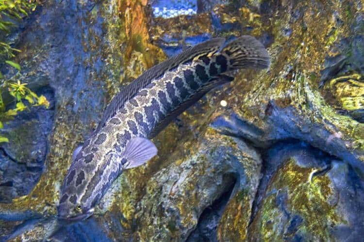 How Invasive Animals Threaten North American Ecosystems Nature Roamer How Invasive Animals Threaten North American Ecosystems Nature Roamer