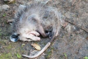 Unusual Defense Mechanisms in the Animal Kingdom - Nature Roamer