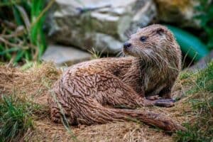 UK Native Mammals: A Closer Look - Nature Roamer