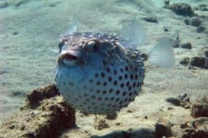 Unusual Defense Mechanisms in the Animal Kingdom - Nature Roamer